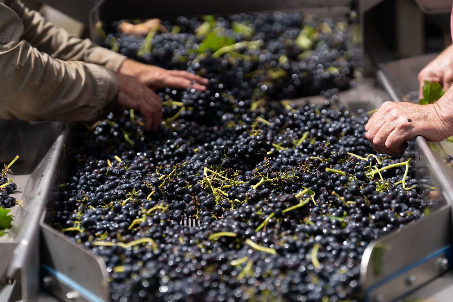 2023 Red Releases – Thomas Wines