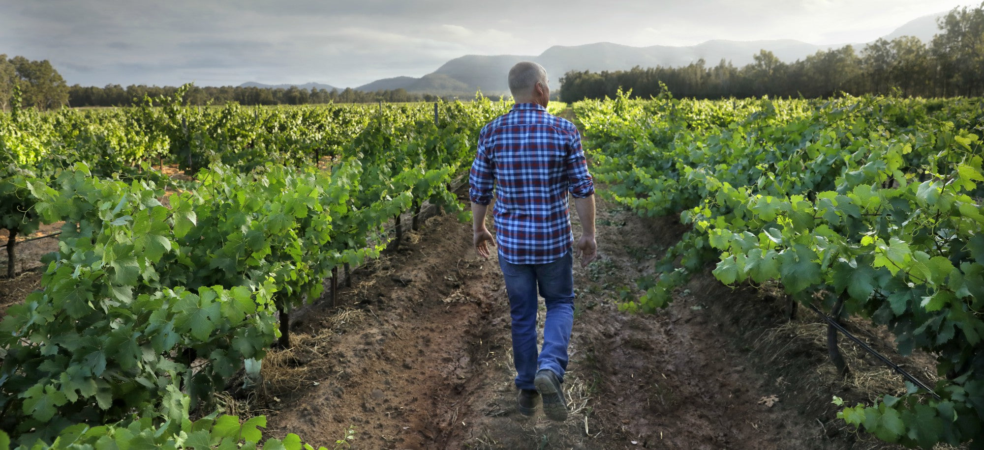 The Vineyards – Thomas Wines