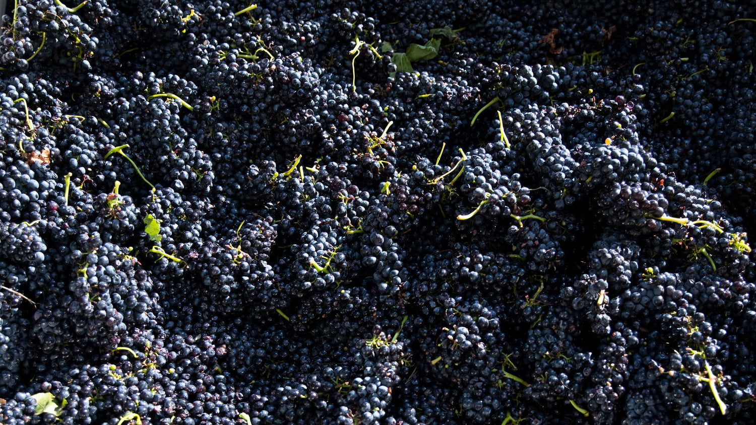 Shiraz Vineyards – Thomas Wines