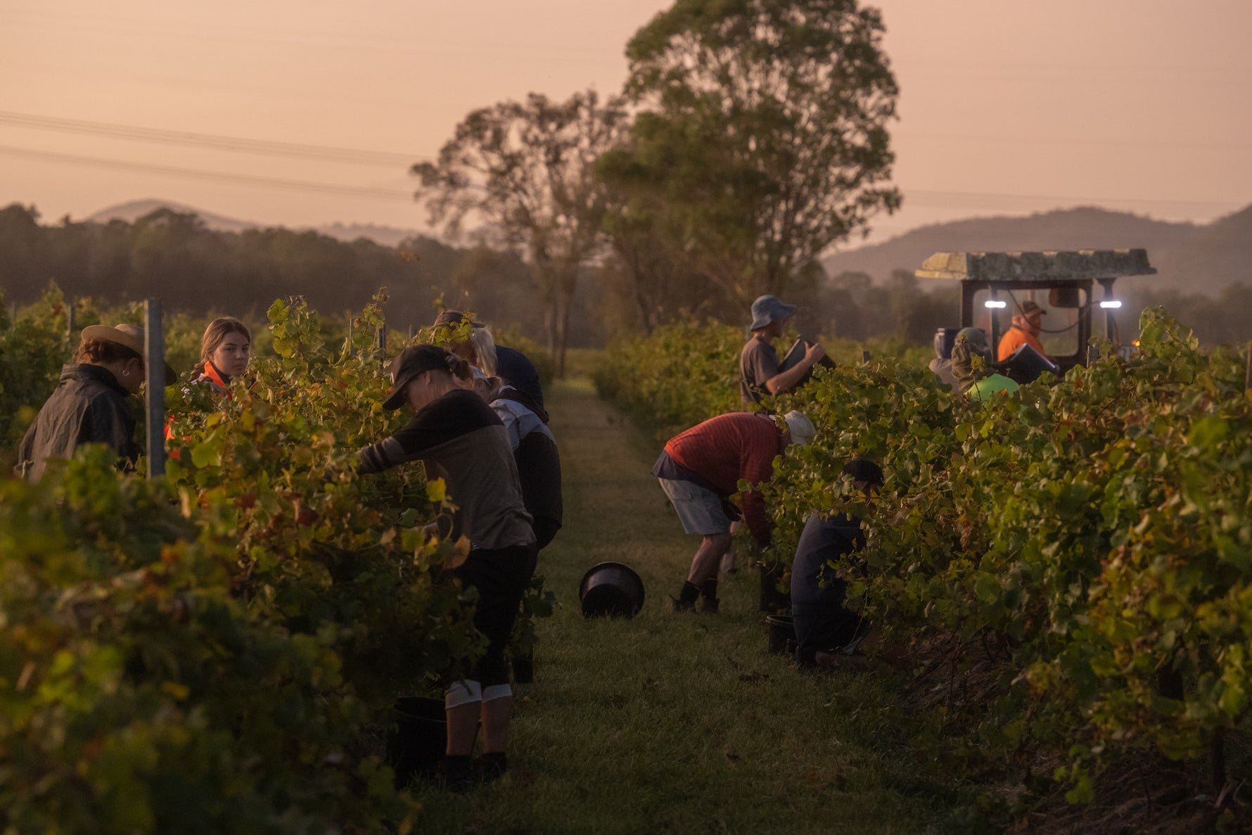 Thomas Wines: Hunter Valley Past Vintage Snapshots